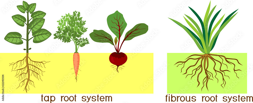 Plants with different types of root systems: tap and fibrous root ...