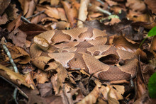 Copperhead Snake Free Stock Photo - Public Domain Pictures