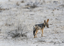 Dog Harzer Fuchs Herding Dog Free Stock Photo - Public Domain Pictures