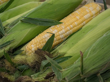Fresh Unhusked Corn Free Stock Photo - Public Domain Pictures