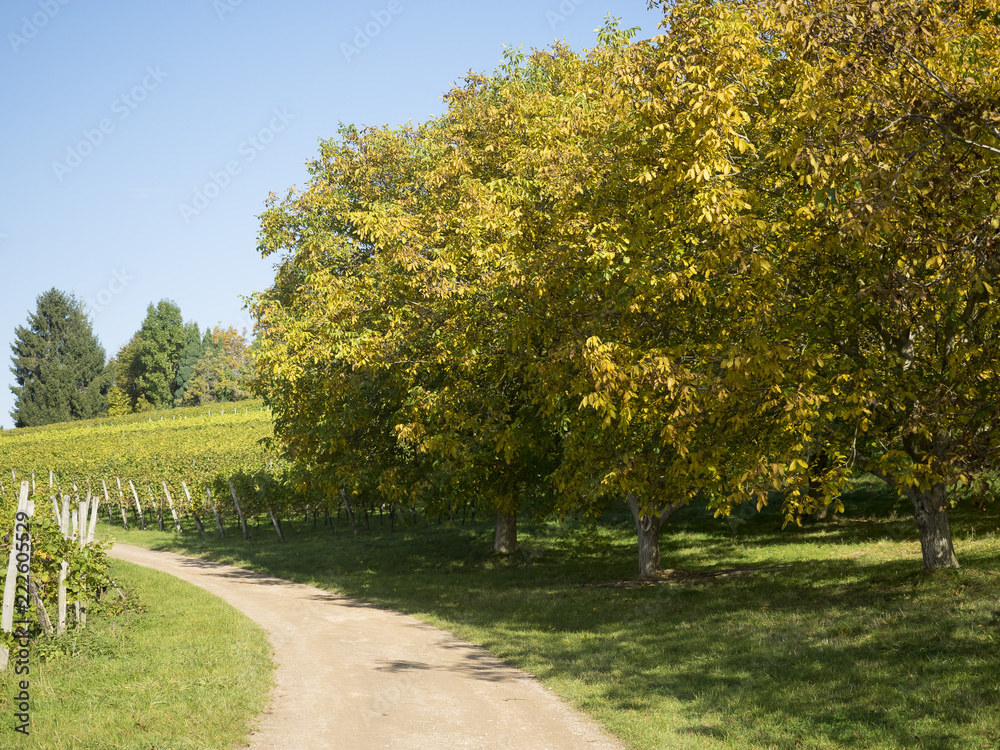 Juglans regia. Le noyer commun d'Europe. Noyeraie du markgräflerland en ...