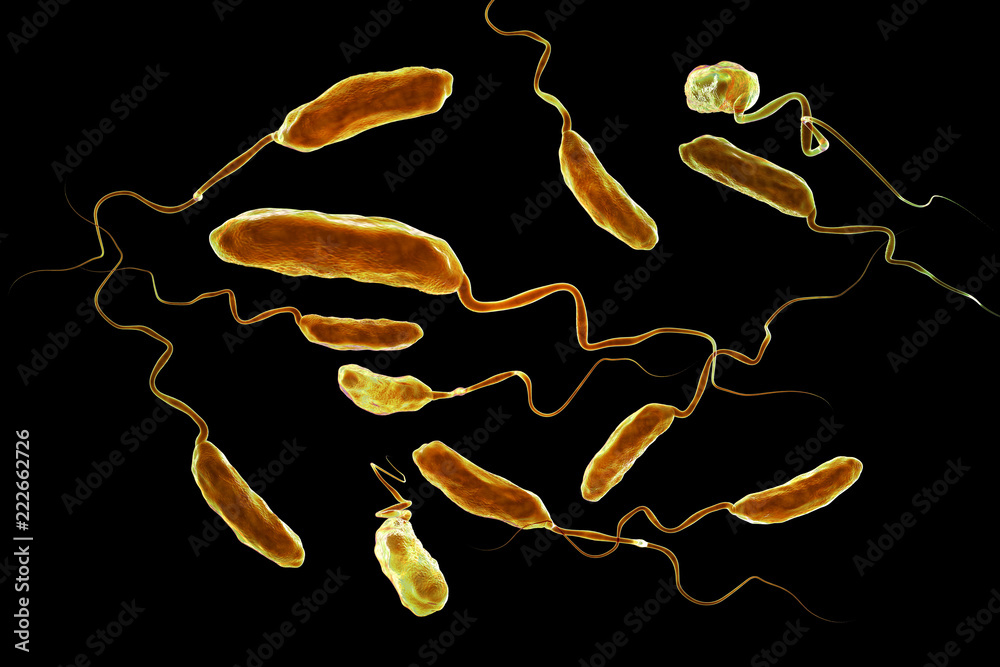 Vibrio cholerae bacteria, 3D illustration. Bacterium which causes ...