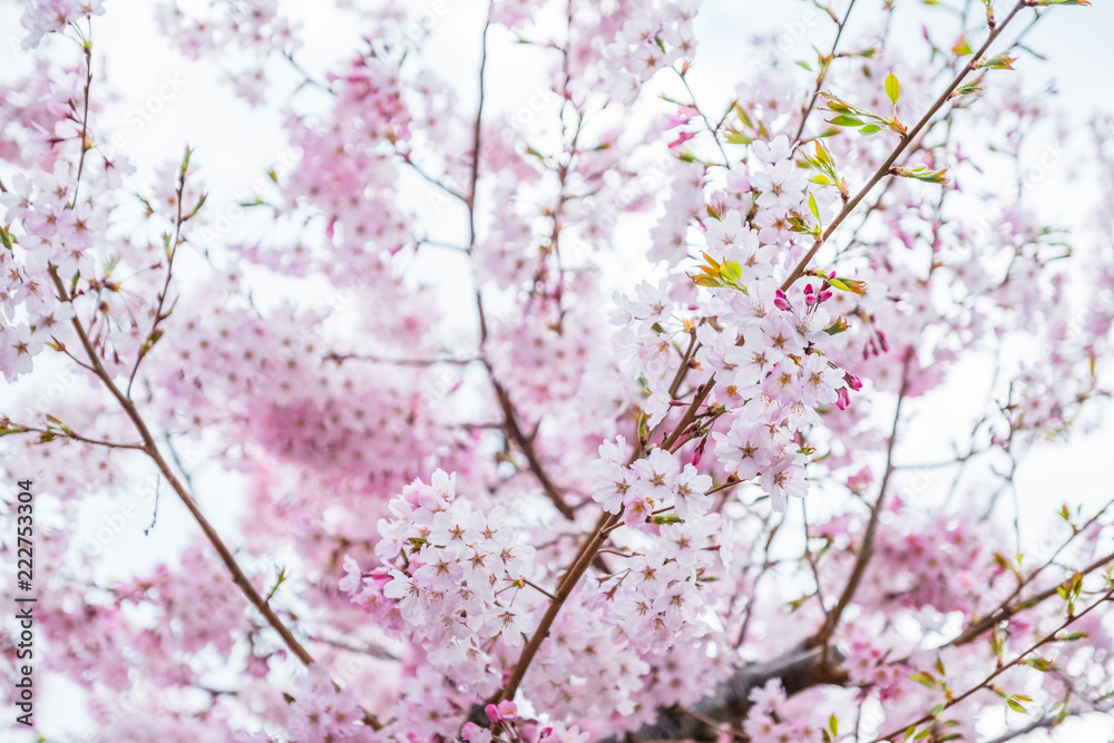 Beautiful full bloom cherry Blossom in the early spring season. Pink ...