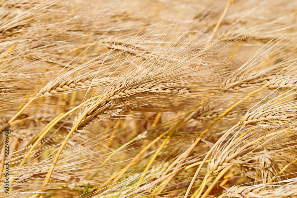 Stock-Foto „Reife Gerste, Hordeum vulgare, Gerstenfeld“ | Adobe Stock