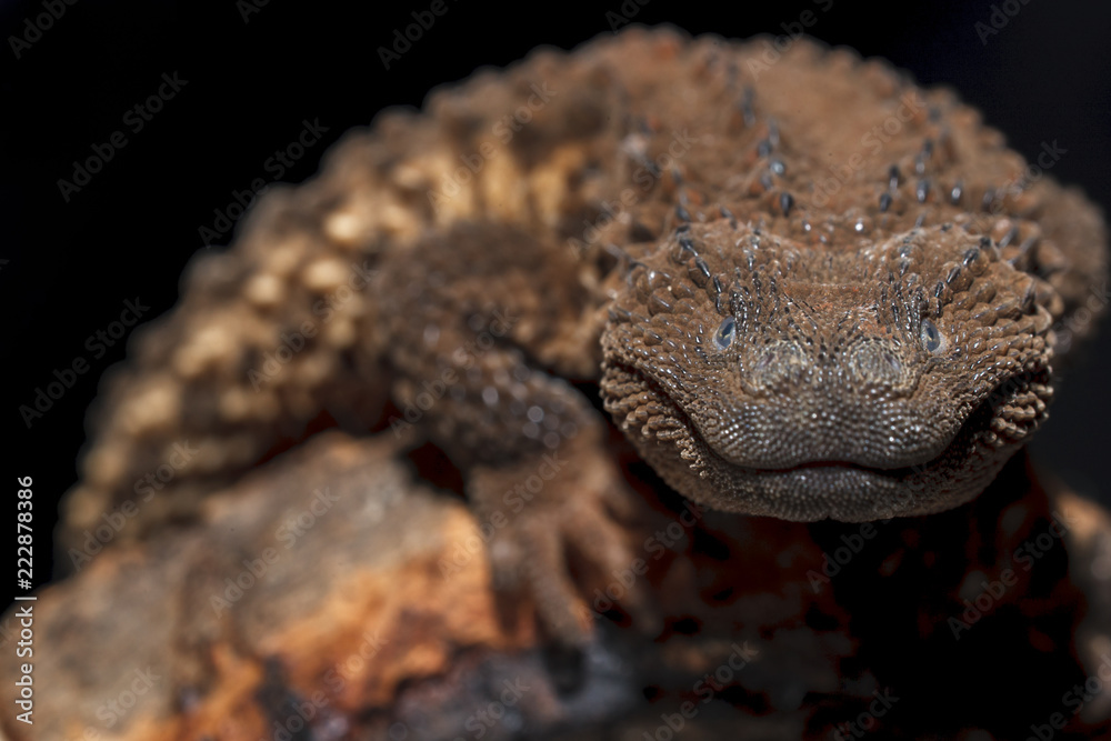 Borneo earless monitor Lanthanotus borneensis Stock Photo | Adobe Stock