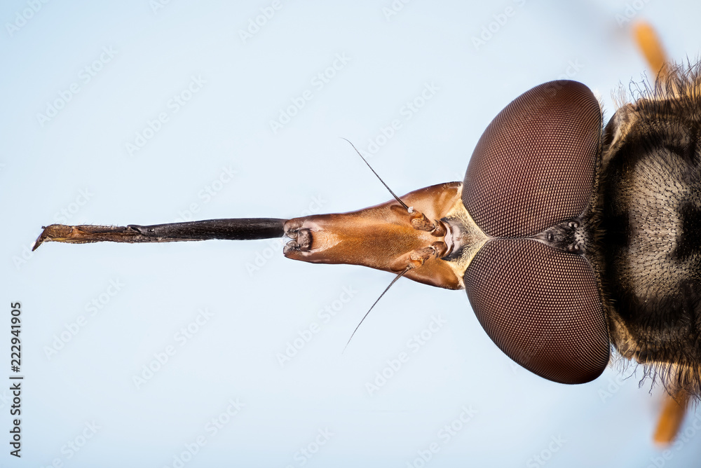 Common Snout-hoverfly, Heineken Hoverflies, Heineken Fly, Rhingia ...