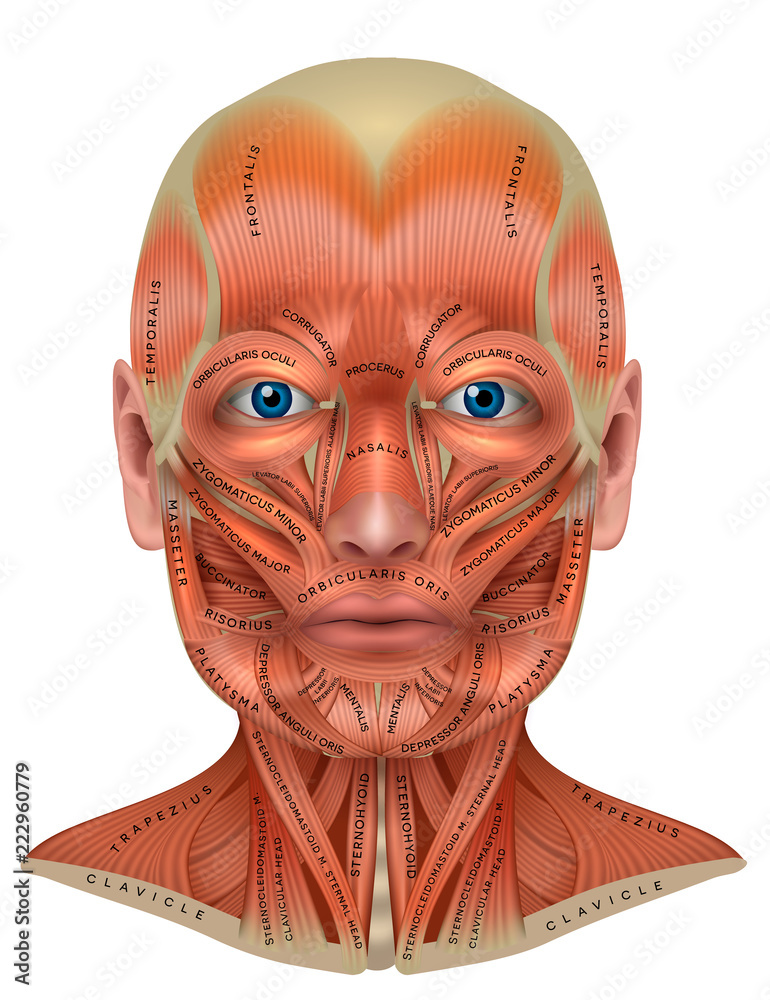 Head, face and neck muscles anatomy diagram with names Stock Vector ...