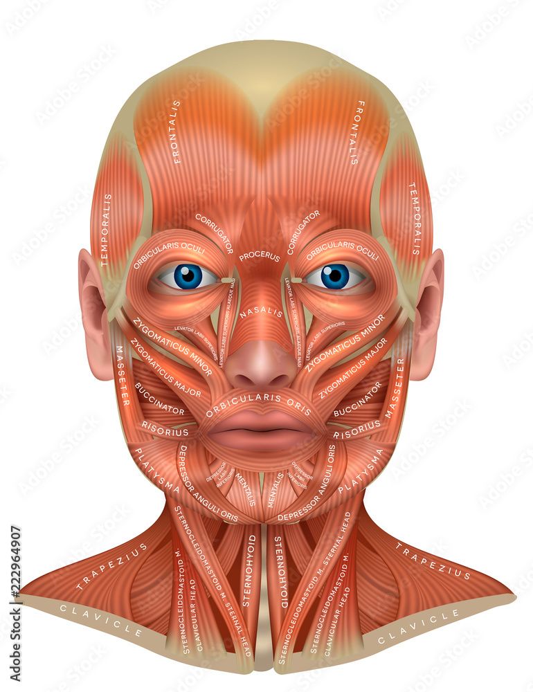 Image vectorielle Stock Muscles of the face and neck structure ...