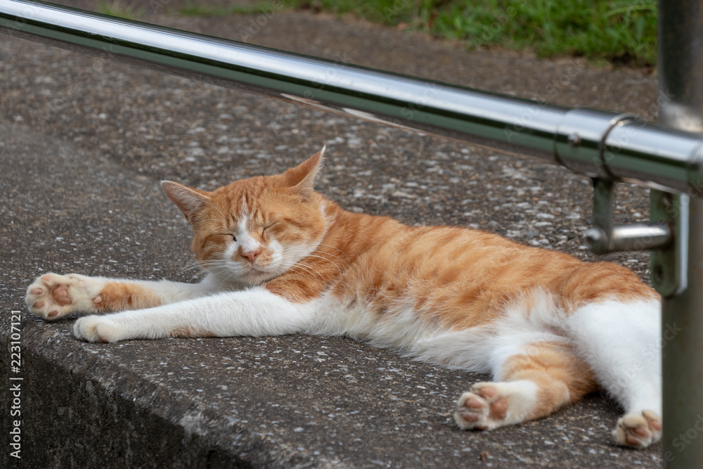 Stray cat in the Apartment complex of Yachiyo city, Chiba prefecture ...
