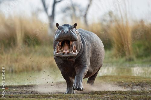Aggressive hippo male attacking the car. Huge hippo male intimidating ...