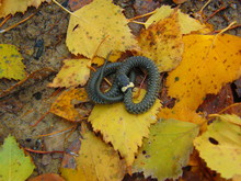Snake, Already, Animals, Nature Free Stock Photo - Public Domain Pictures