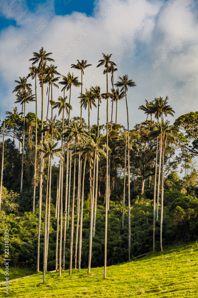 El Bosque de Las Palmas Landscapes of palm trees in Valley Cocora near ...