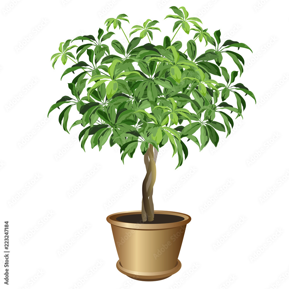 Schefflera plant in pot (Schefflera arboricola, dwarf umbrella tree ...