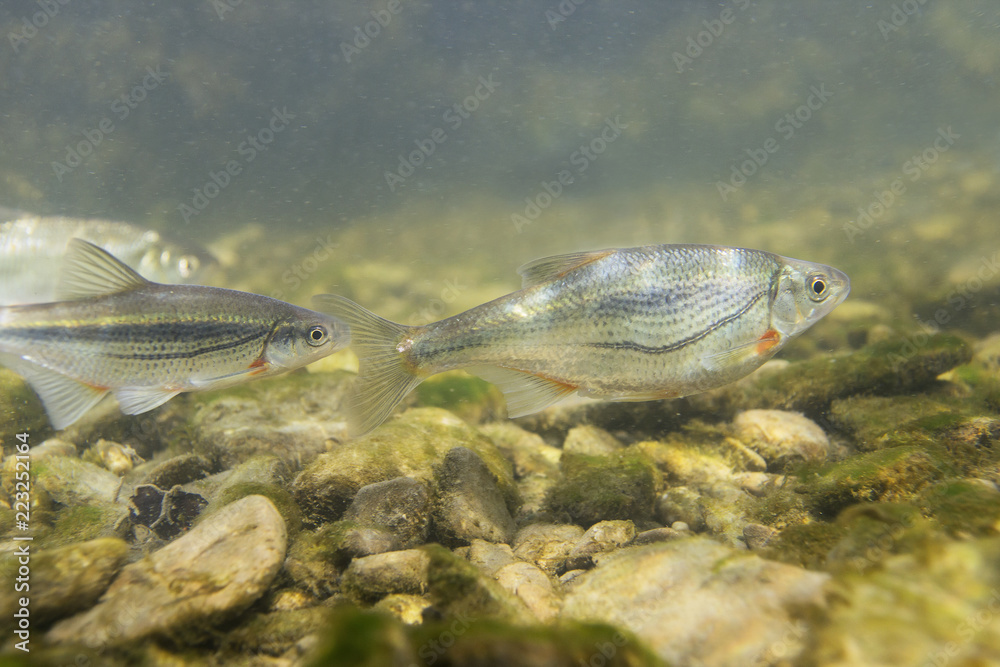 Freshwater fish Riffle minnow (Alburnoides bipunctatus) underwater ...