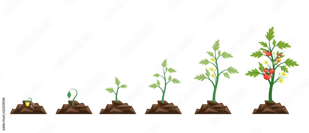 Agriculture.Growth of plant,from seeds sprout to vegetable.Planting ...