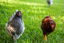 Bantam Chic Free Stock Photo - Public Domain Pictures