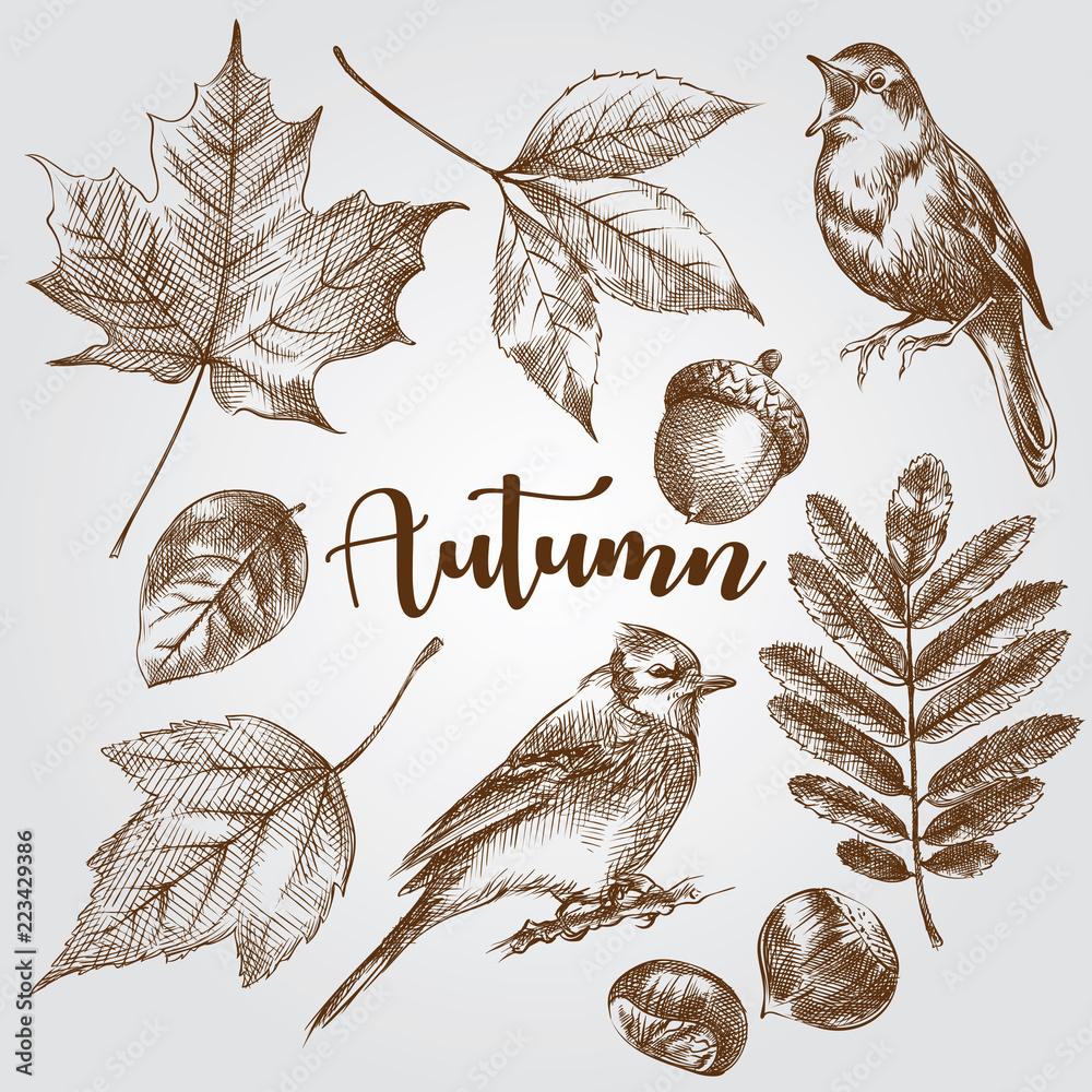 Autumn elements set in a sketch style isolated on white background ...