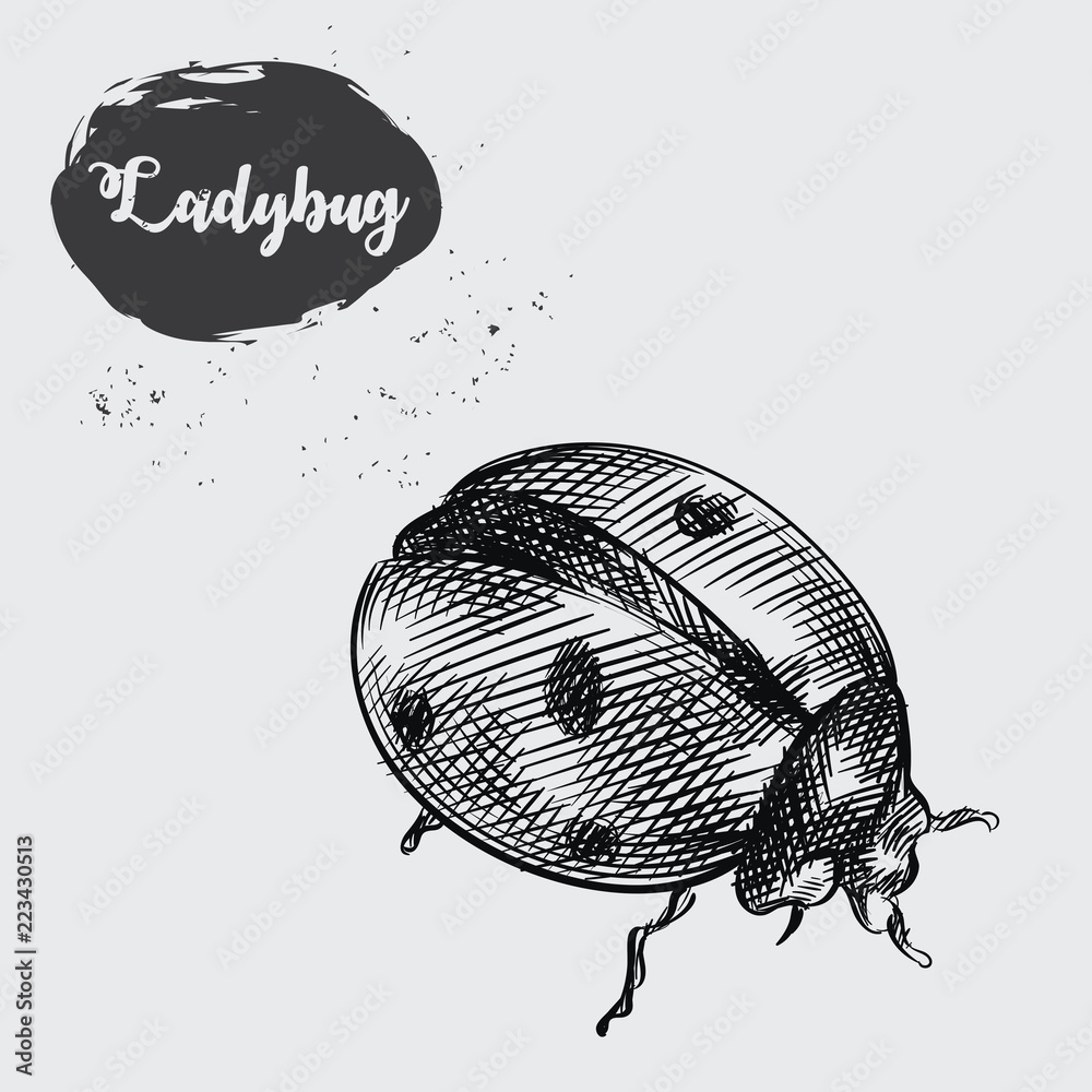 Detailed realistic sketch of ladybug isolated on white background. Hand ...