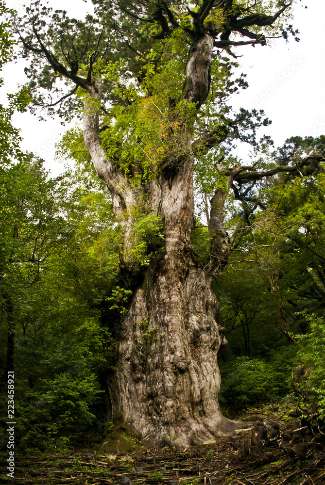 Yakushi growing up in Yakushima is said to grow huge in a special ...