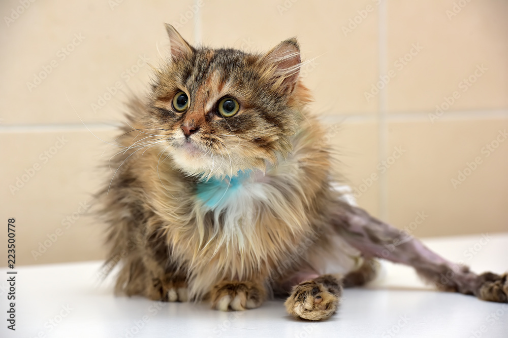 Sick cat who suffered an injury of the spine, causing his paralysis of ...