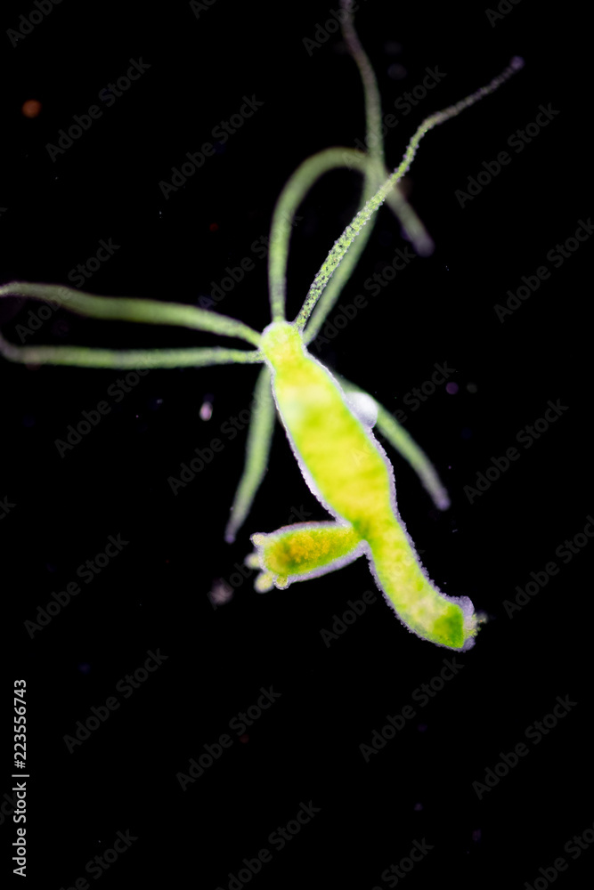 Hydra is a genus of small, fresh-water animals of the phylum Cnidaria ...
