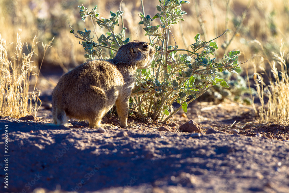 White-tailed Prairie Dog is a rare species that lives only in desert ...