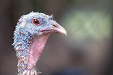 Turkey Bird Head Close-up Free Stock Photo - Public Domain Pictures