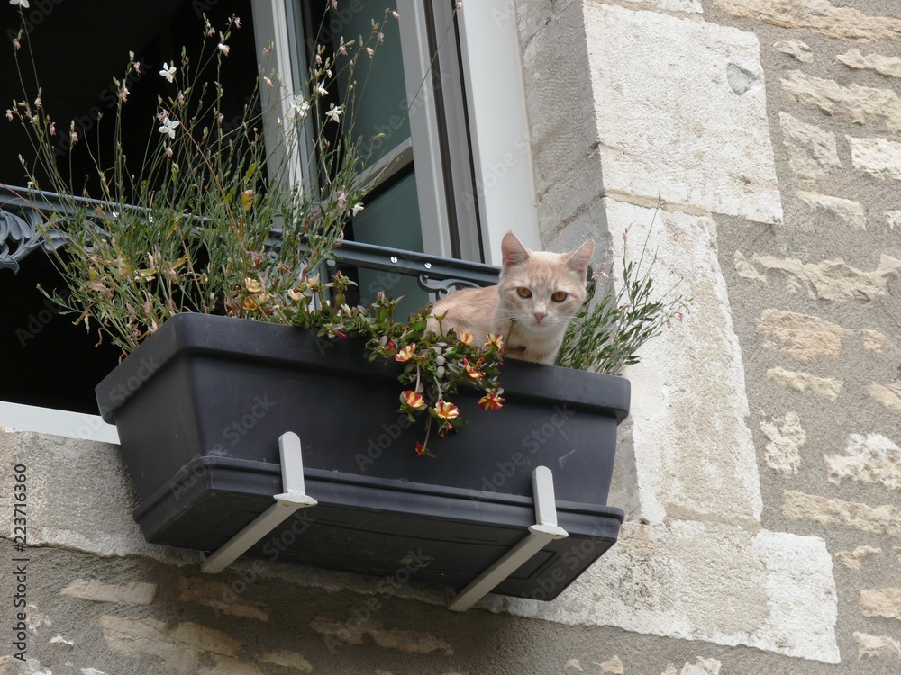 Chat roux perché dans une jardinière de fleurs Stock Photo | Adobe Stock