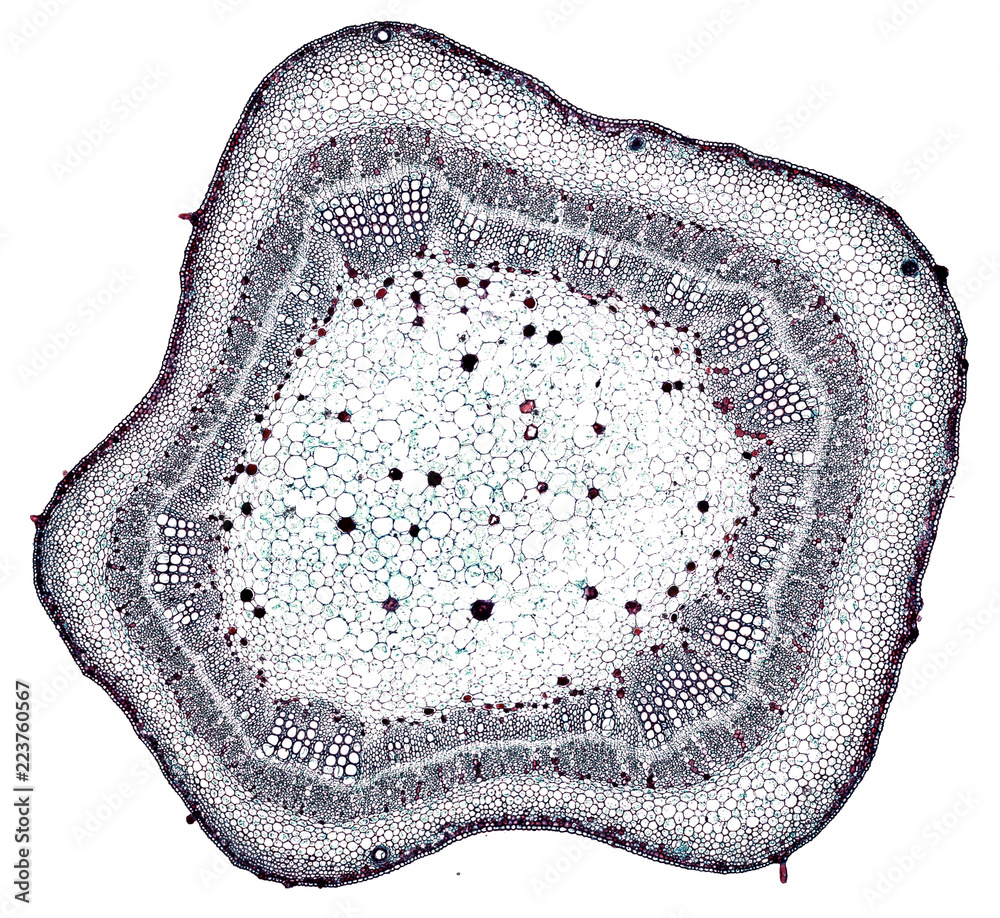 cotton old stem - cross section cut under the microscope – microscopic ...