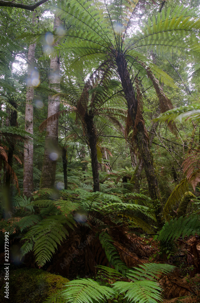 Rainforest with New Zealand tree ferns Dicksonia squarrosa in a rainy ...