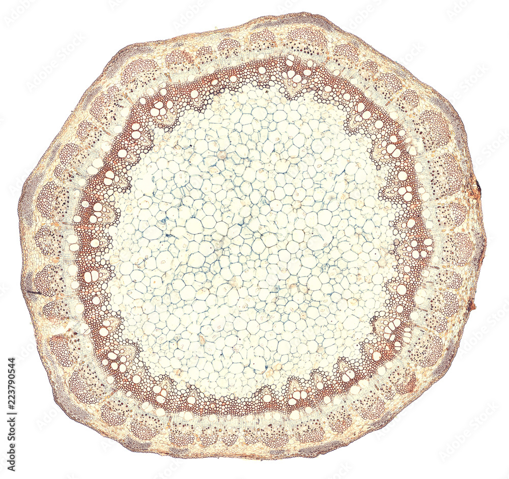 grape wein stem - cross section cut under the microscope – microscopic ...