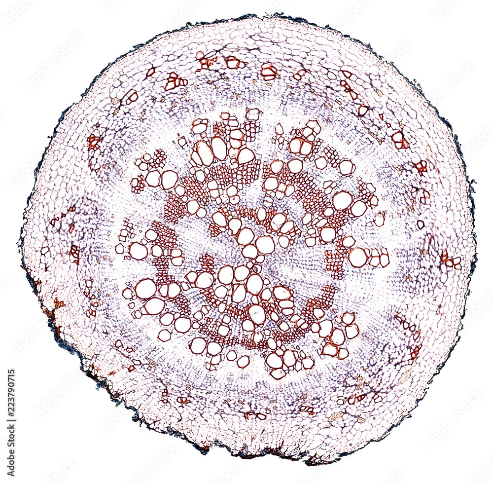 helix ivy soil root - cross section cut under the microscope ...