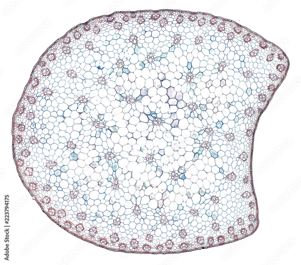 Monocot Stem Cross Section Under Microscope