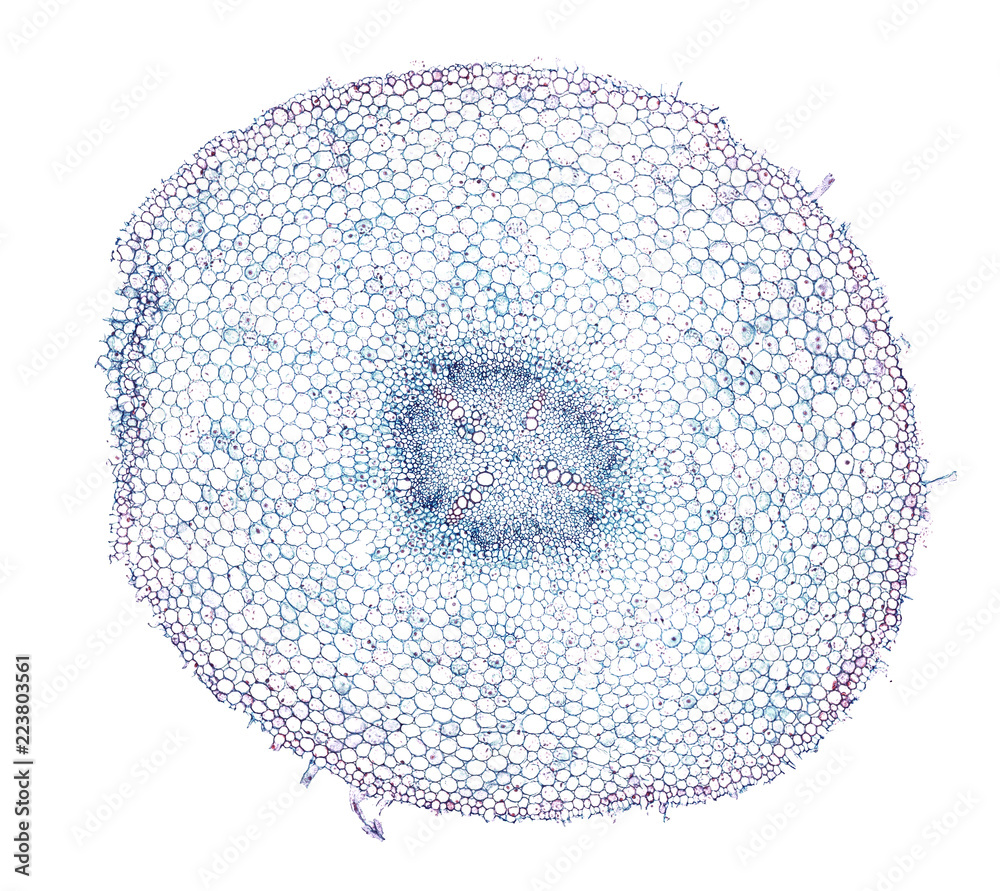 ranunculus stem - cross section cut under the microscope – microscopic ...