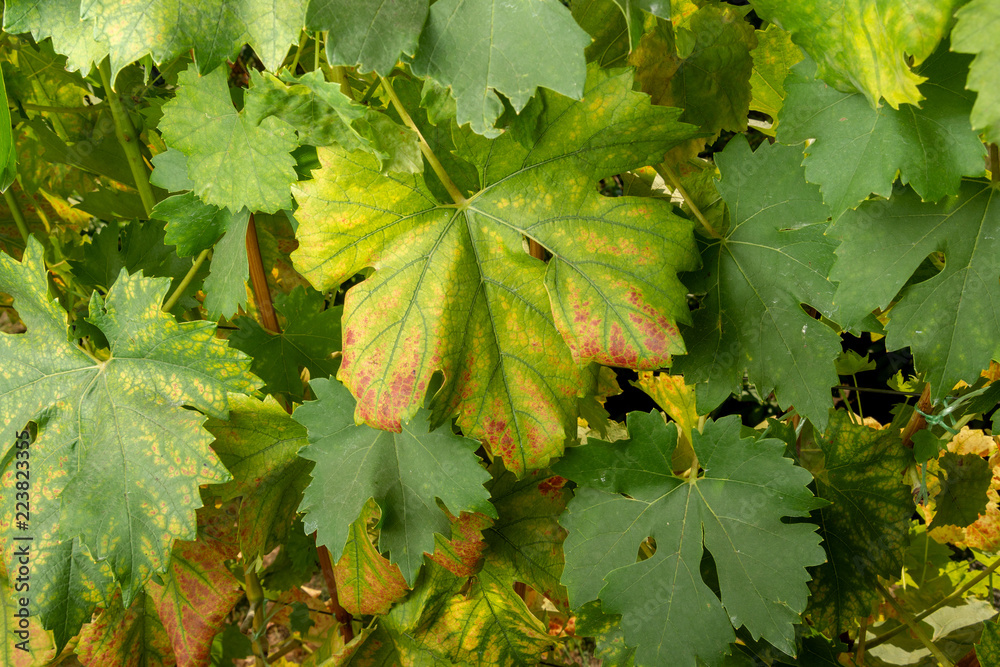 Rot of a vine and a grape leaf close-up. Protection of the vineyard ...