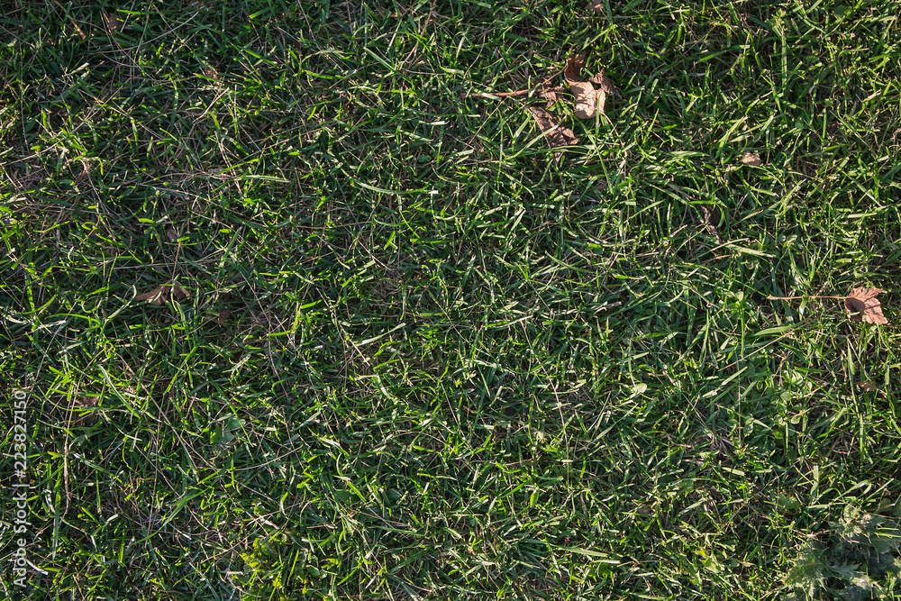 Green grass seamless texture Stock Photo | Adobe Stock