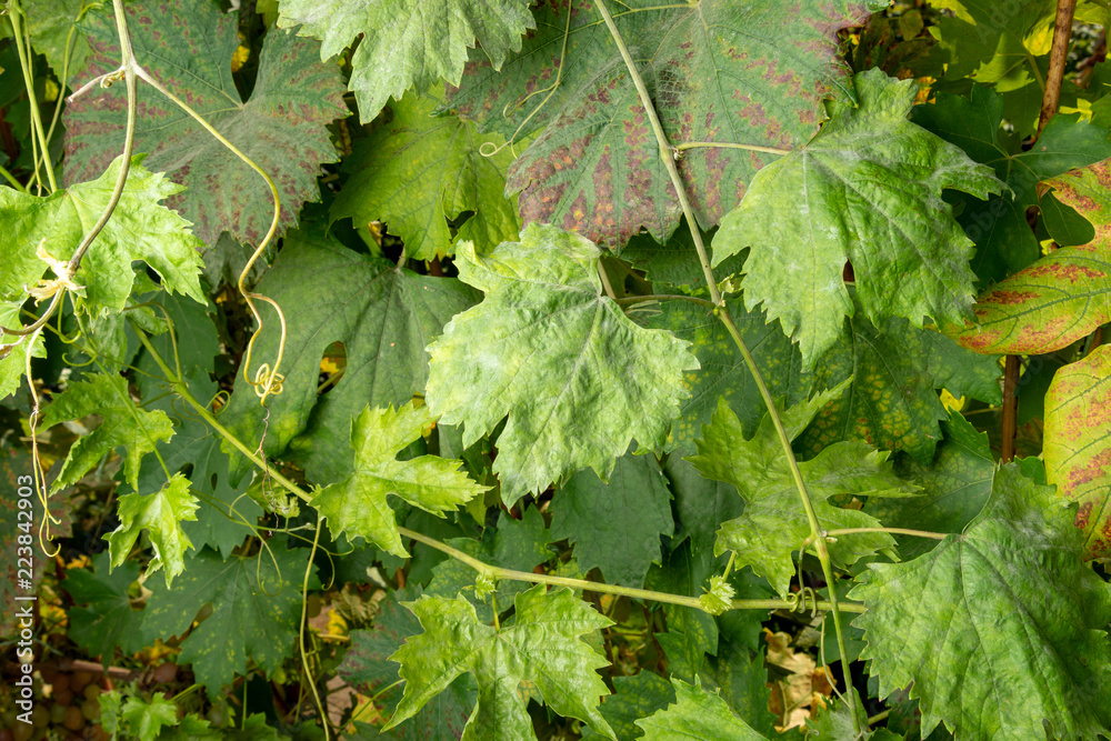 Disease of leaves and vines of a grape close up of defeat of rot and ...