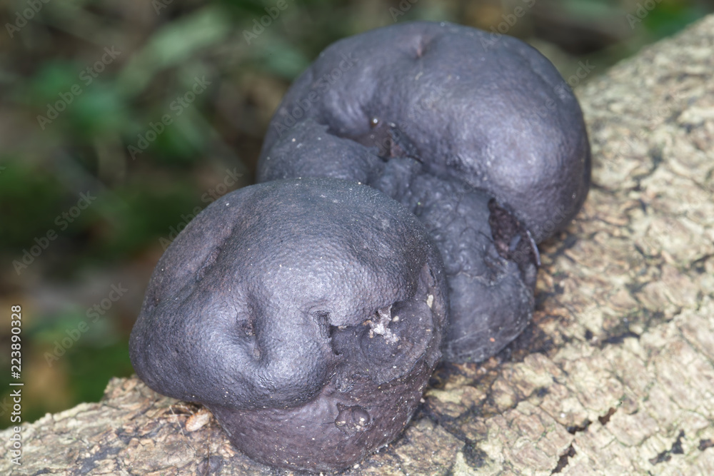 King Alfred’s Cakes, fungus Daldinia concentrica, living on dead and ...
