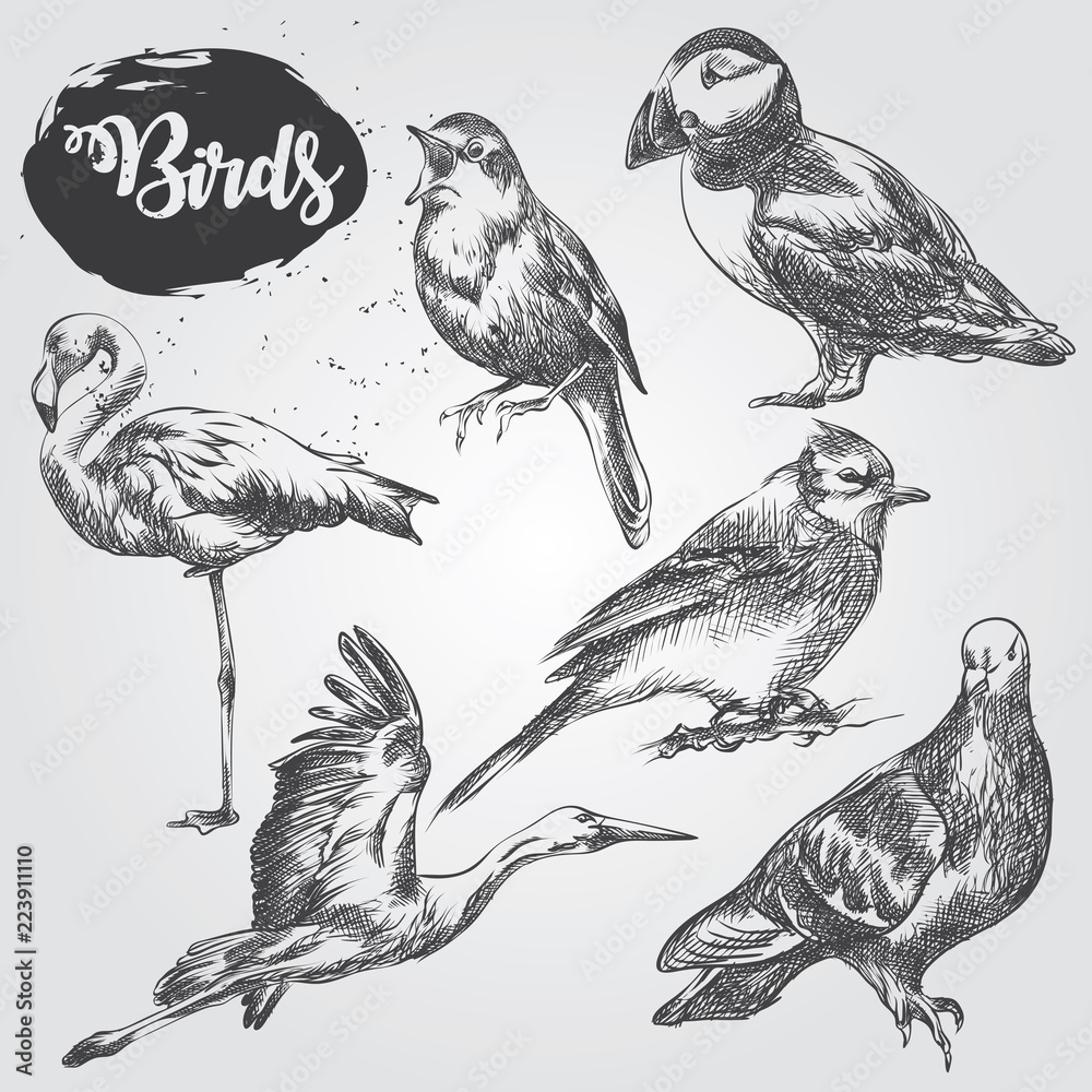 Set of Hand drawn birds sketch isolated on white background. Puffin ...