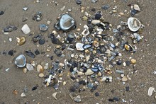 Pebbles And A Mussel Shell Free Stock Photo - Public Domain Pictures