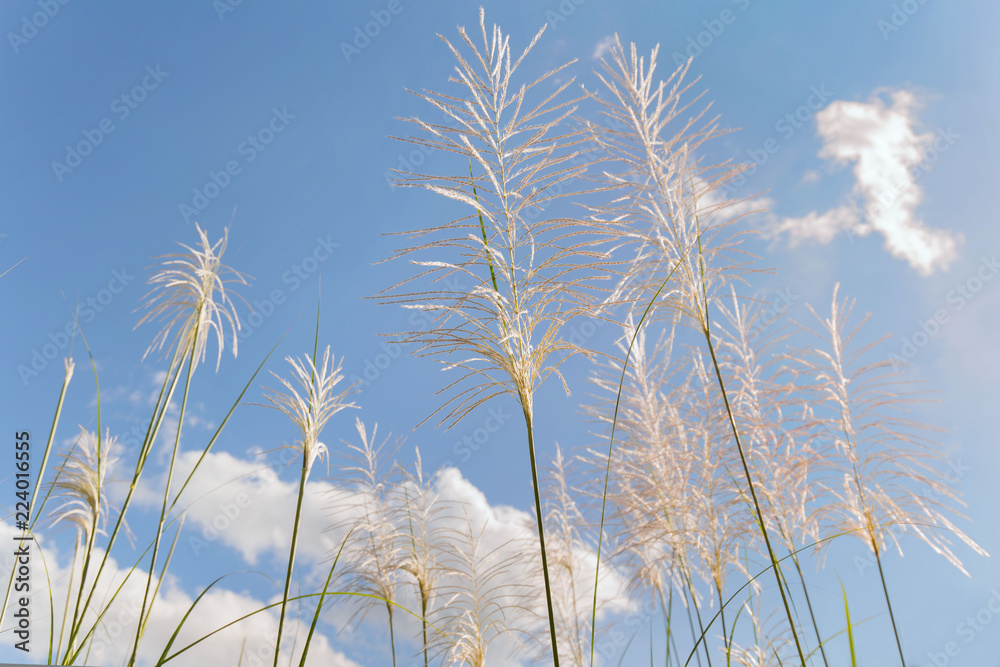 Silver Feather Plant, flowering Asia grass plant Miscanthus sinensis in ...