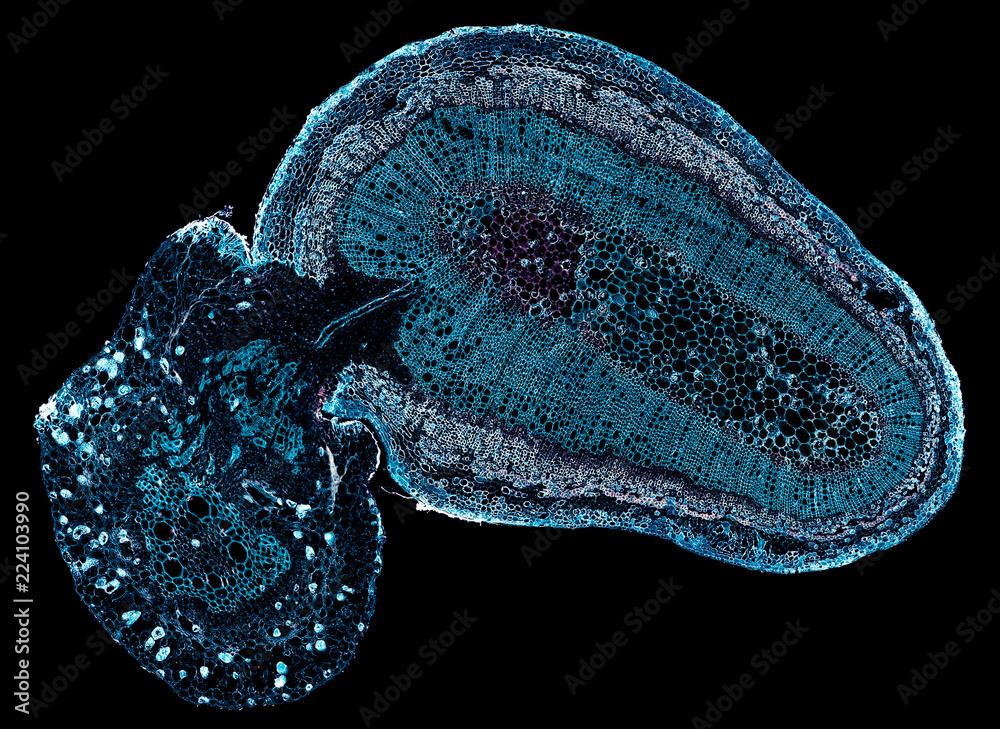 cuscuta stem and median - cross section cut under the microscope ...