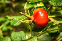 Red Dog Rose, Rose Macro Photograph Free Stock Photo - Public Domain ...