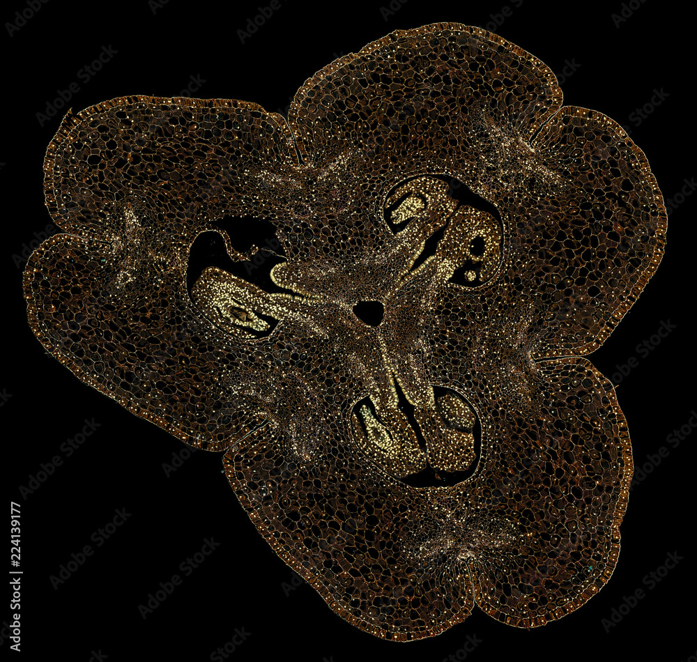 lillium ovary - cross section cut under the microscope – microscopic ...