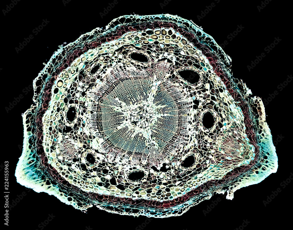 pine stem - cross section cut under the microscope – microscopic view ...