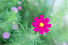 Deep Pink Cosmos Free Stock Photo - Public Domain Pictures