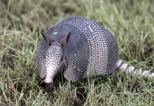 Nine-banded Armadillo In Grass Free Stock Photo - Public Domain Pictures