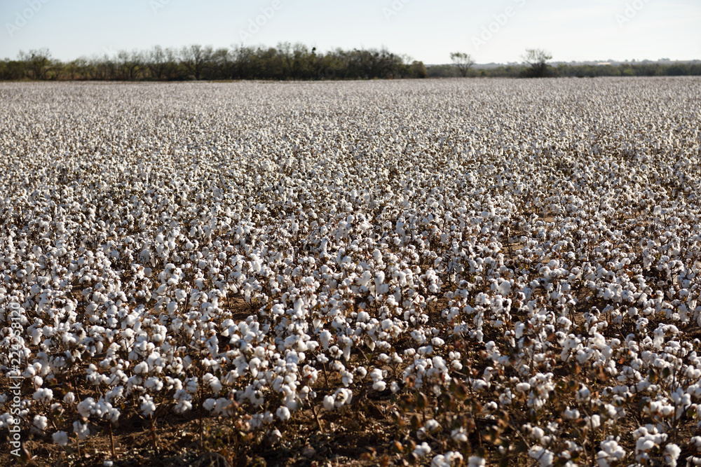 Raw cotton farming, cultivation and production, fields of white cotton ...