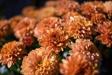 Orange Chrysanthemums And Dew Free Stock Photo - Public Domain Pictures