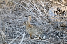 Cottontail Rabbit Hiding In Grass Free Stock Photo - Public Domain Pictures